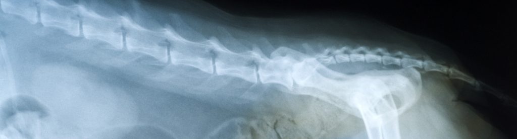 X-Rays (Radiology) Slider - Dog Hospital Of Brampton